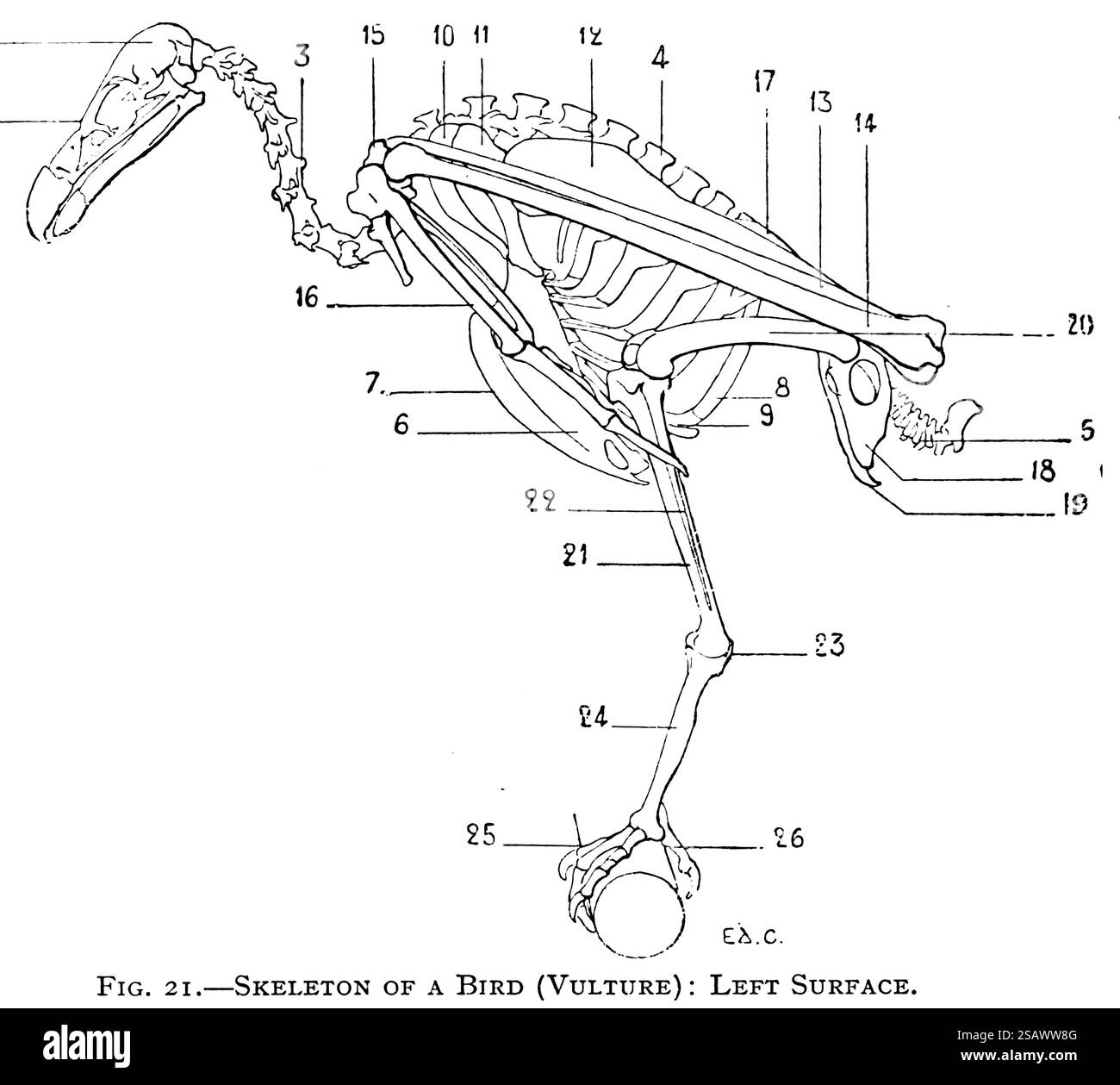 SKELETON OF A BIRD (VULTURE) : LEFT SURFACE from Artistic anatomy of ...