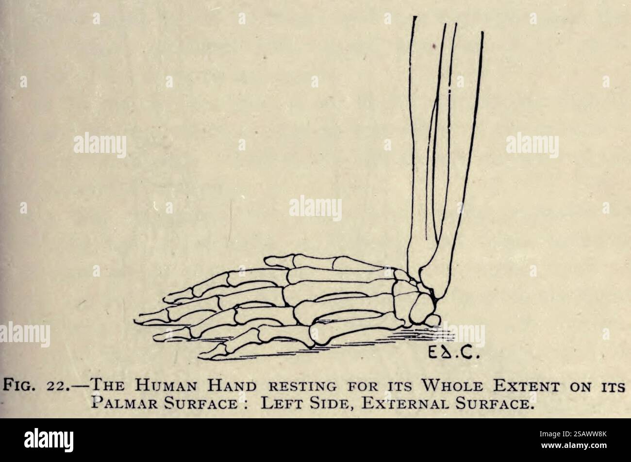 THE HUMAN HAND RESTING FOR ITS WHOLE EXTENT ON ITS PALMAR SURFACE: LEFT ...