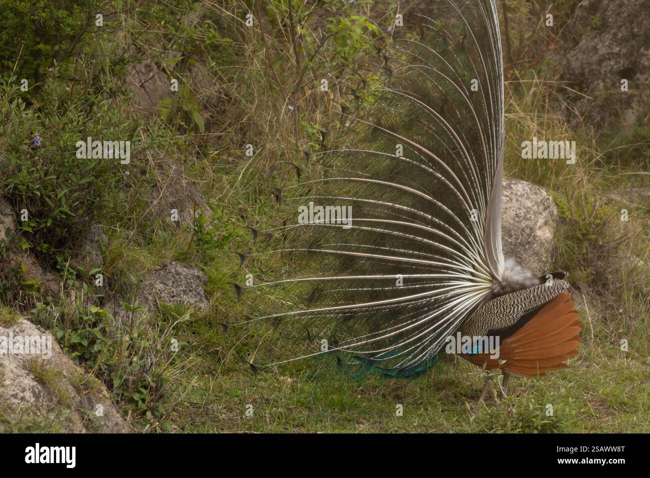A Indian peafowl (Pavo cristatus) male backside view dancing for mate ...