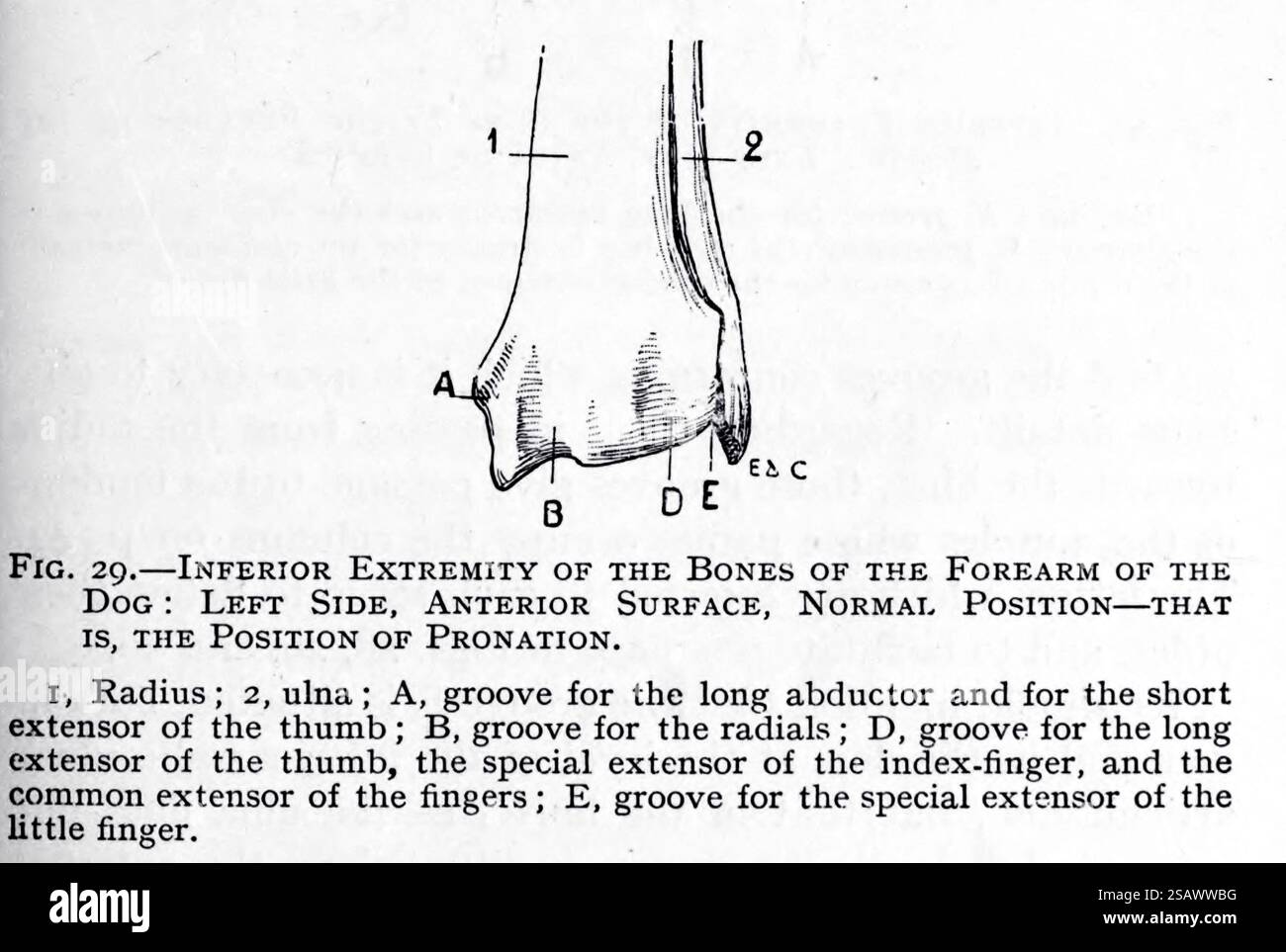 INFERIOR EXTREMITY OF THE BONES OF THE FOREARM OF A DOG: LEFT SIDE ...