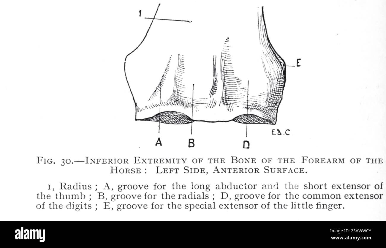 INFERIOR EXTREMITY OF THE BONE OF THE FOREARM OF THE HORRSE: LEFT SIDE ...