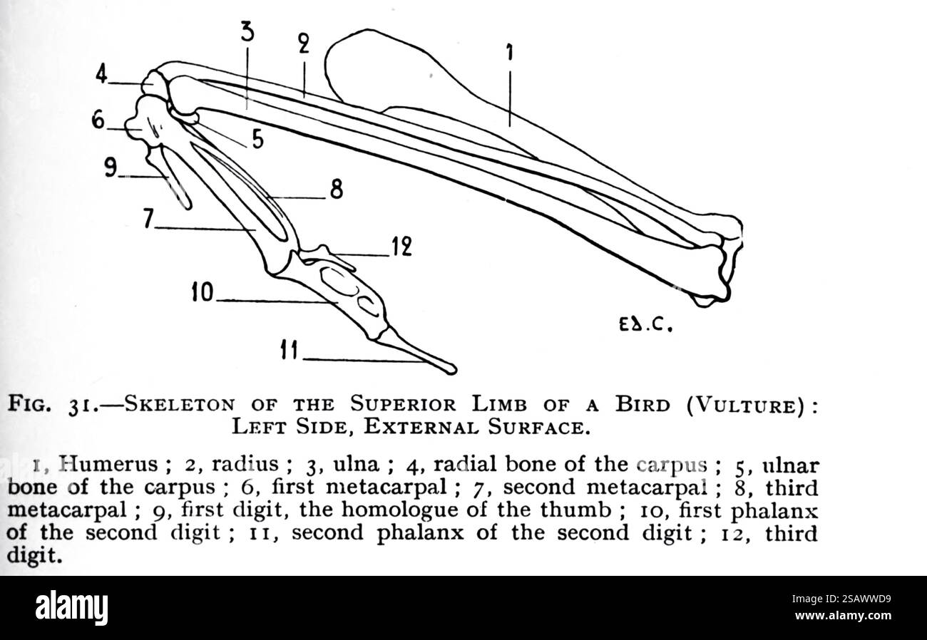 SKELETON OF THE SUPERIOR LIMB OF A BIRD (VULTURE) LEFT SIDE, EXTERNAL ...