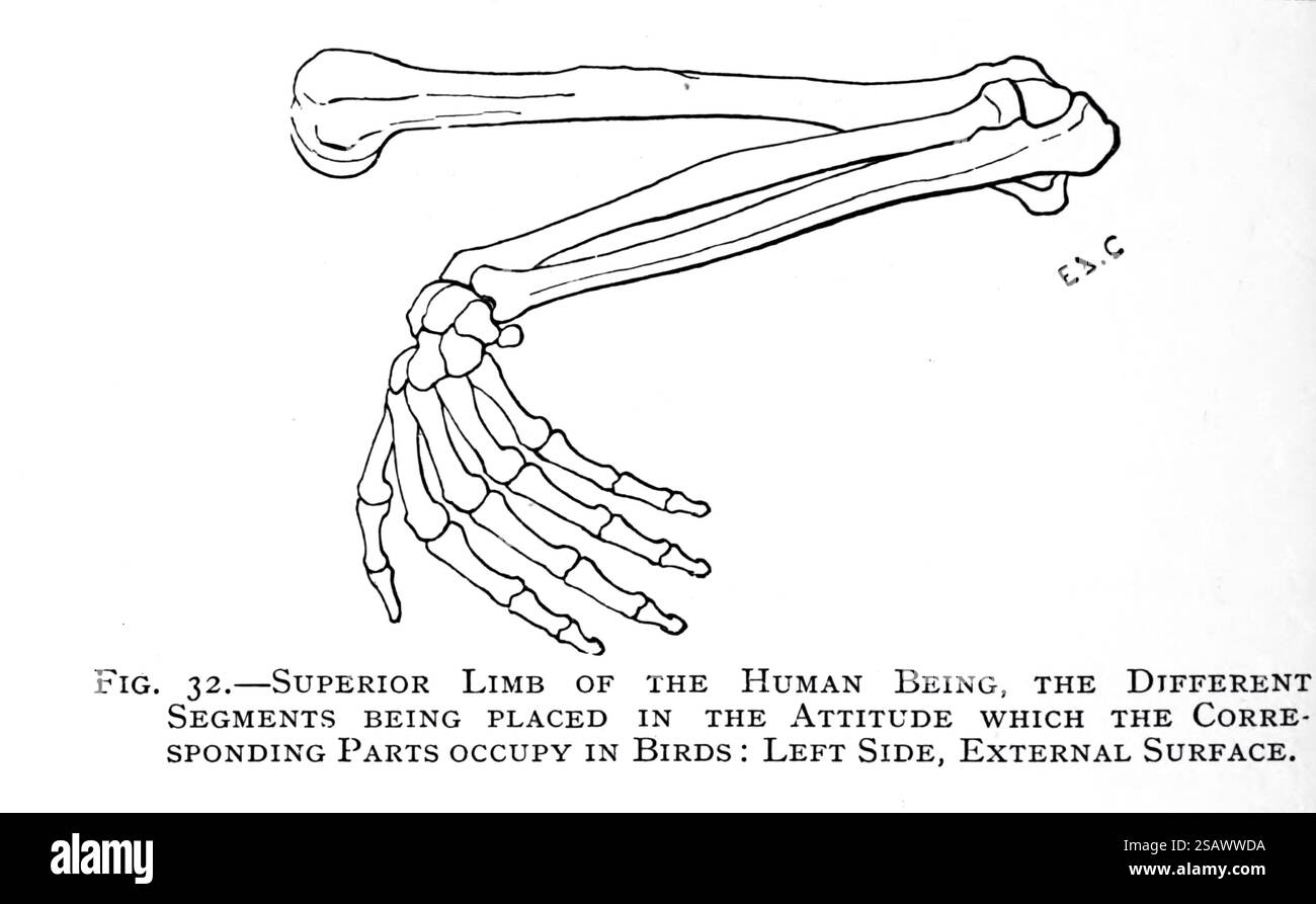 SUPERIOR LIMB OF THE HUMAN BEING, THE DIFFERENT SEGMENTS BEING PLACED ...