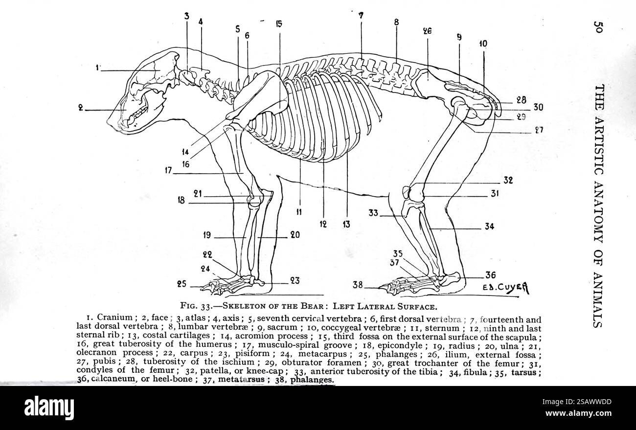 SKELETON OF THE BEAR: LEFT LATERAL SURFACE from Artistic anatomy of ...