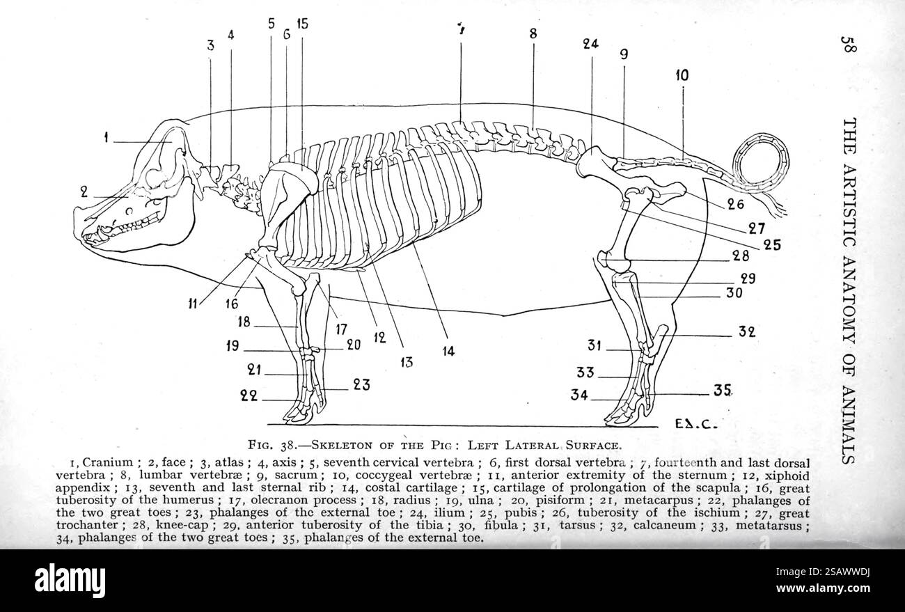 SKELETON OF THE PIG: LEFT LATERAL SURFACE from Artistic anatomy of ...