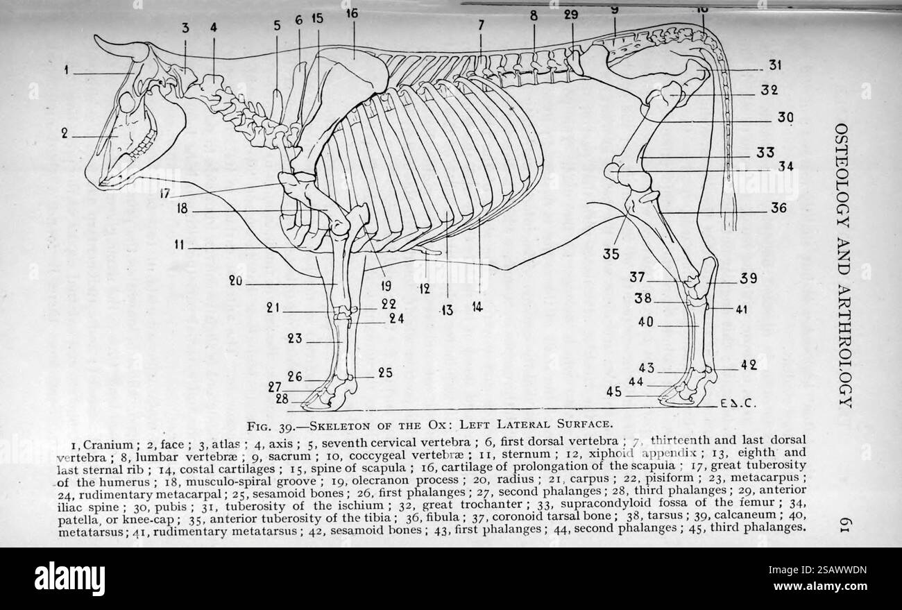 SKELETON OF THE OX: LEFT LATERAL SURFACE from Artistic anatomy of ...