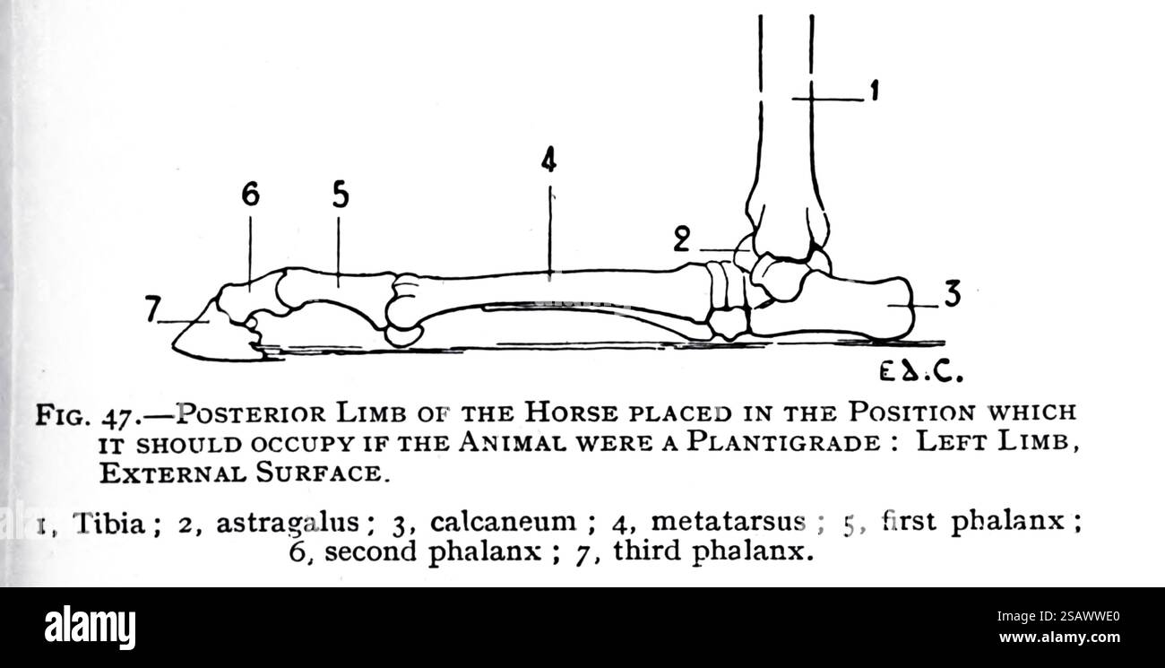 POSTERIOR LIMB OF THE HORSE PLACED IN THE POSITION WHICH IT SHOULD ...