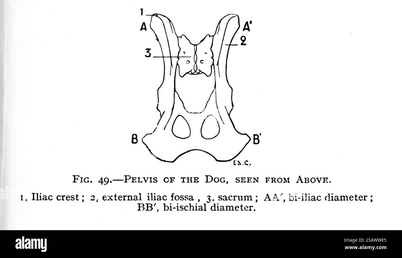 PELVIS OF THE DOG, SEEN FROM ABOVE from Artistic anatomy of animals by ...