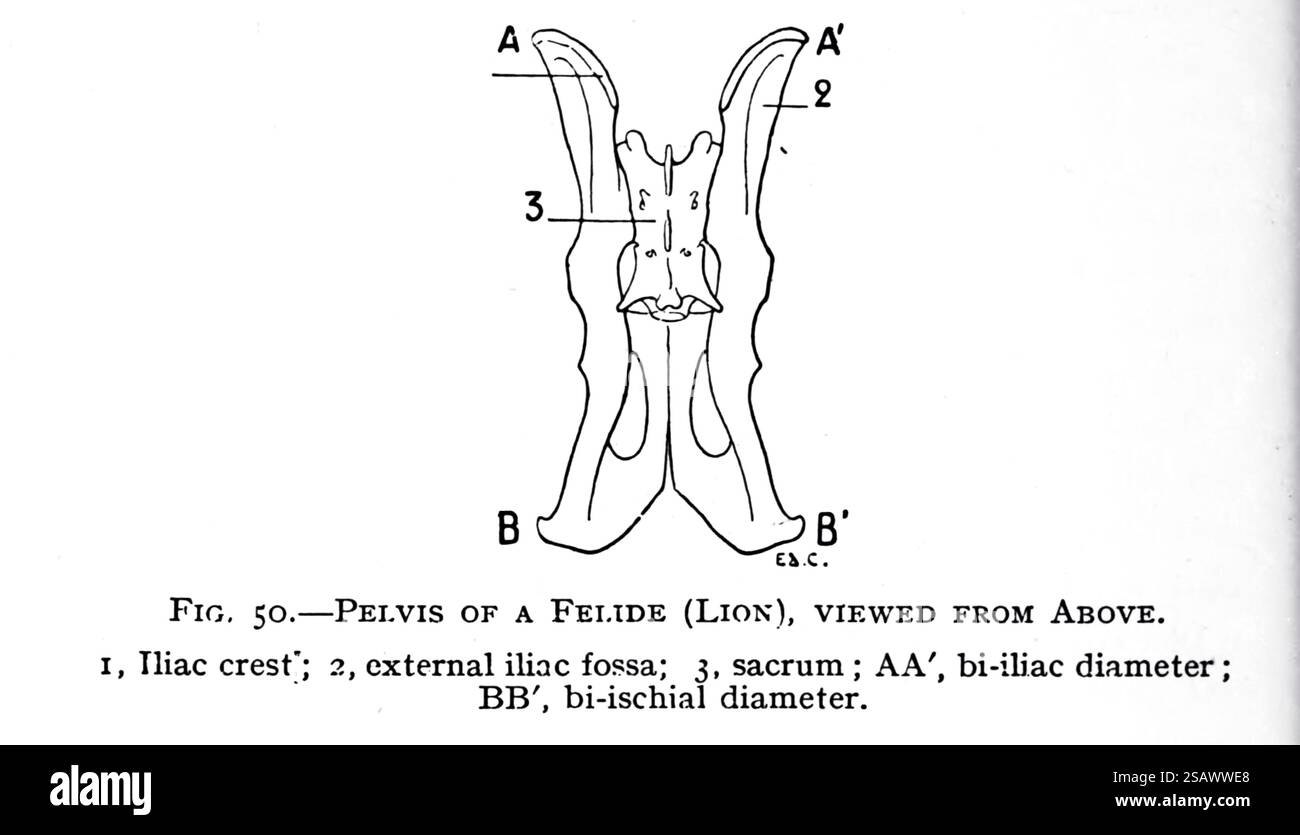 PELVIS OF A FELIDE (LION), VIEWED FROM ABOVE from Artistic anatomy of ...