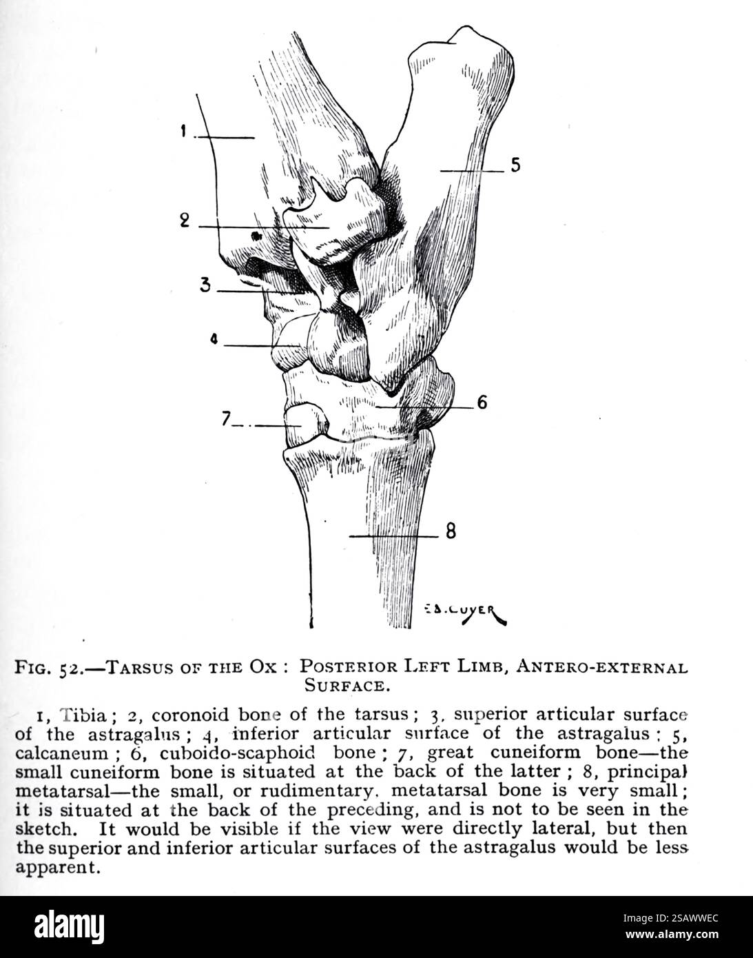 TARSUS OF THE OX POSTERIOR LEFT LIMB, ANTERO-EXTERNAL SURFACE from ...