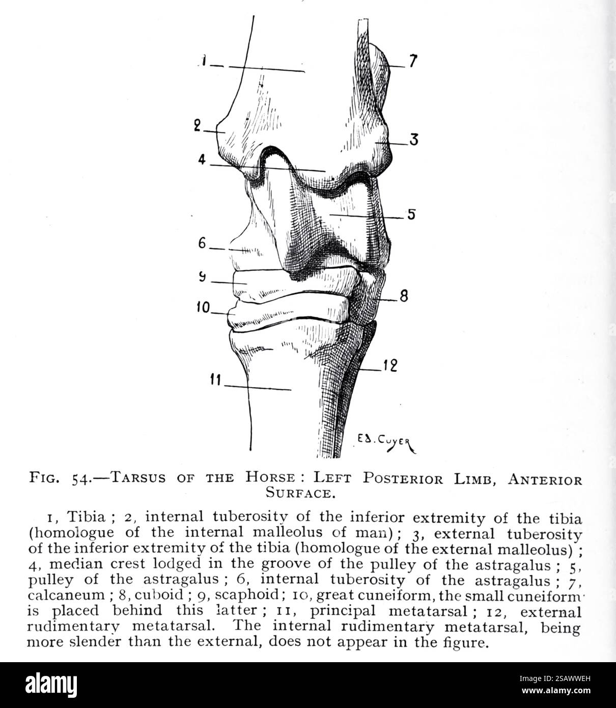 TARSUS OF THE HORSE: LEFT POSTERIOR LIMB, ANTERIOR SURFACE from ...