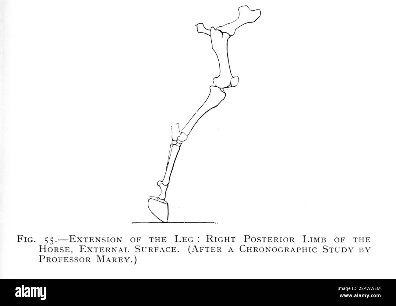 EXTENSION OF THE LEG: RIGHT POSTERIOR LIMB OF THE HORSE, EXTERNAL ...