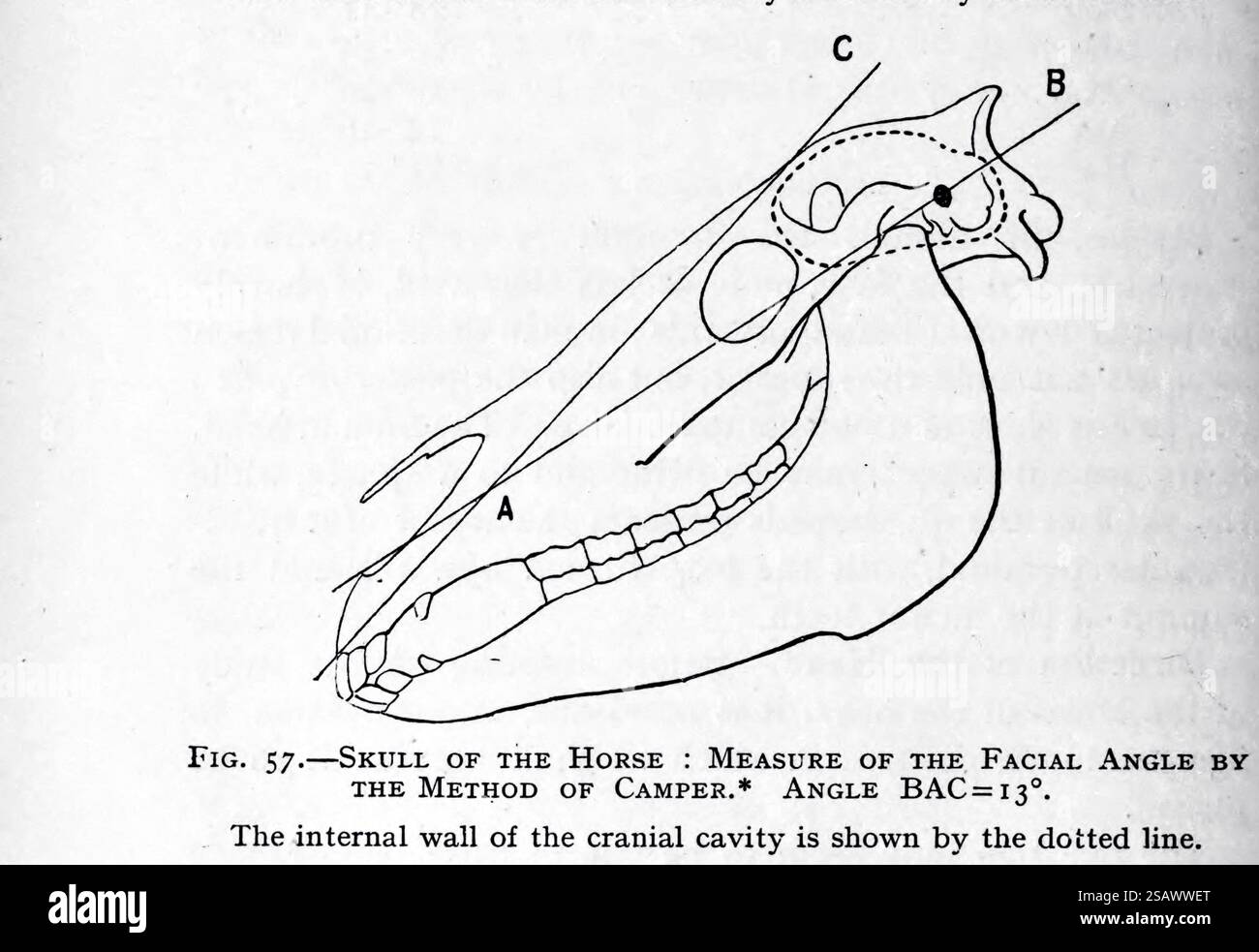 SKULL OF THE HORSE: MEASURE OF THE FACIAL ANGLE BY THE METHOD OF CAMPER ...