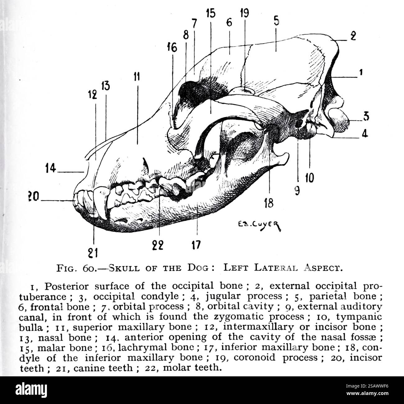 SKULL OF THE DOG: LEFT LATERAL ASPECT from Artistic anatomy of animals ...