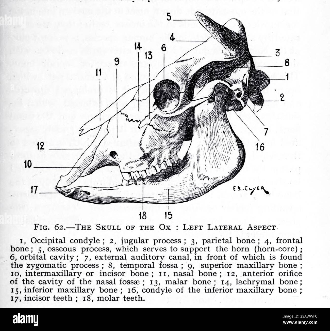 SKULL OF THE OX LEFT LATERAL ASPECT from Artistic anatomy of animals by ...