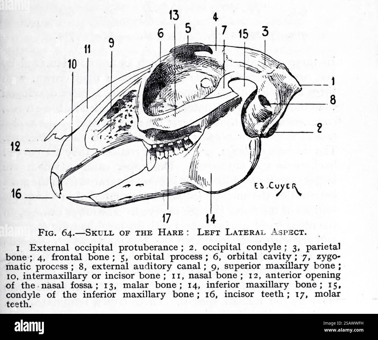 SKULL OF THE HARE: LEFT LATERAL ASPECT from Artistic anatomy of animals ...