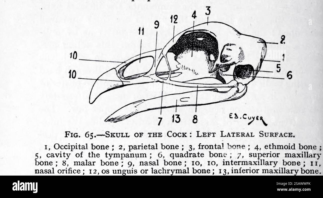 SKULL OF THE Cock: LEFT LATERAL SURFACE from Artistic anatomy of ...