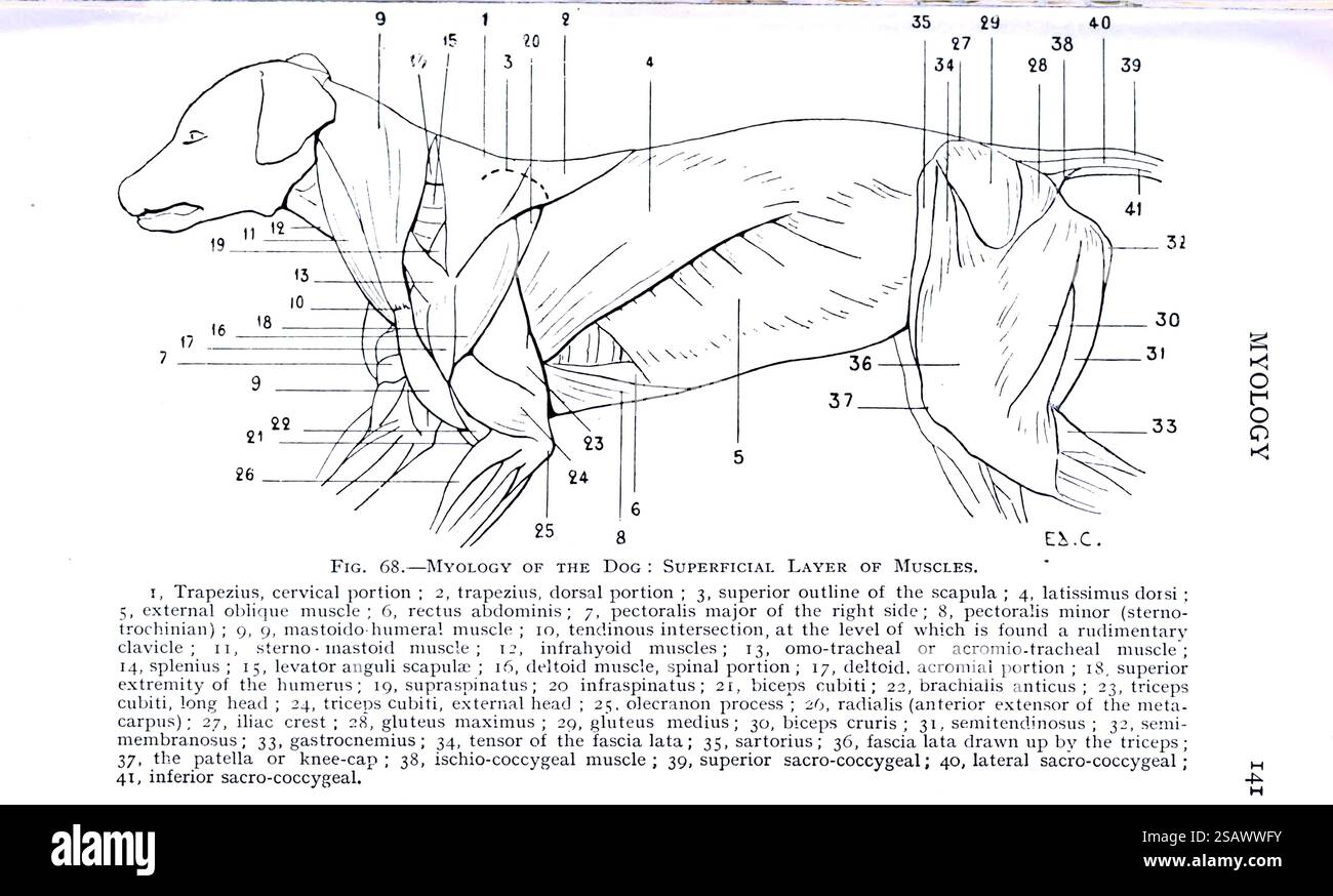 Dog anatomy muscles hi-res stock photography and images - Alamy