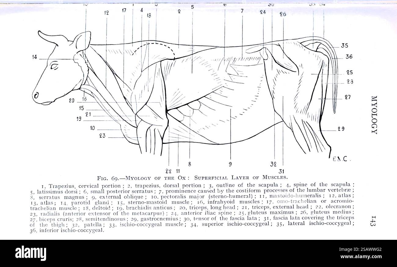 MYOLOGY OF THE OX SUPERFICIAL LAYER OF MUSCLES from Artistic anatomy of ...