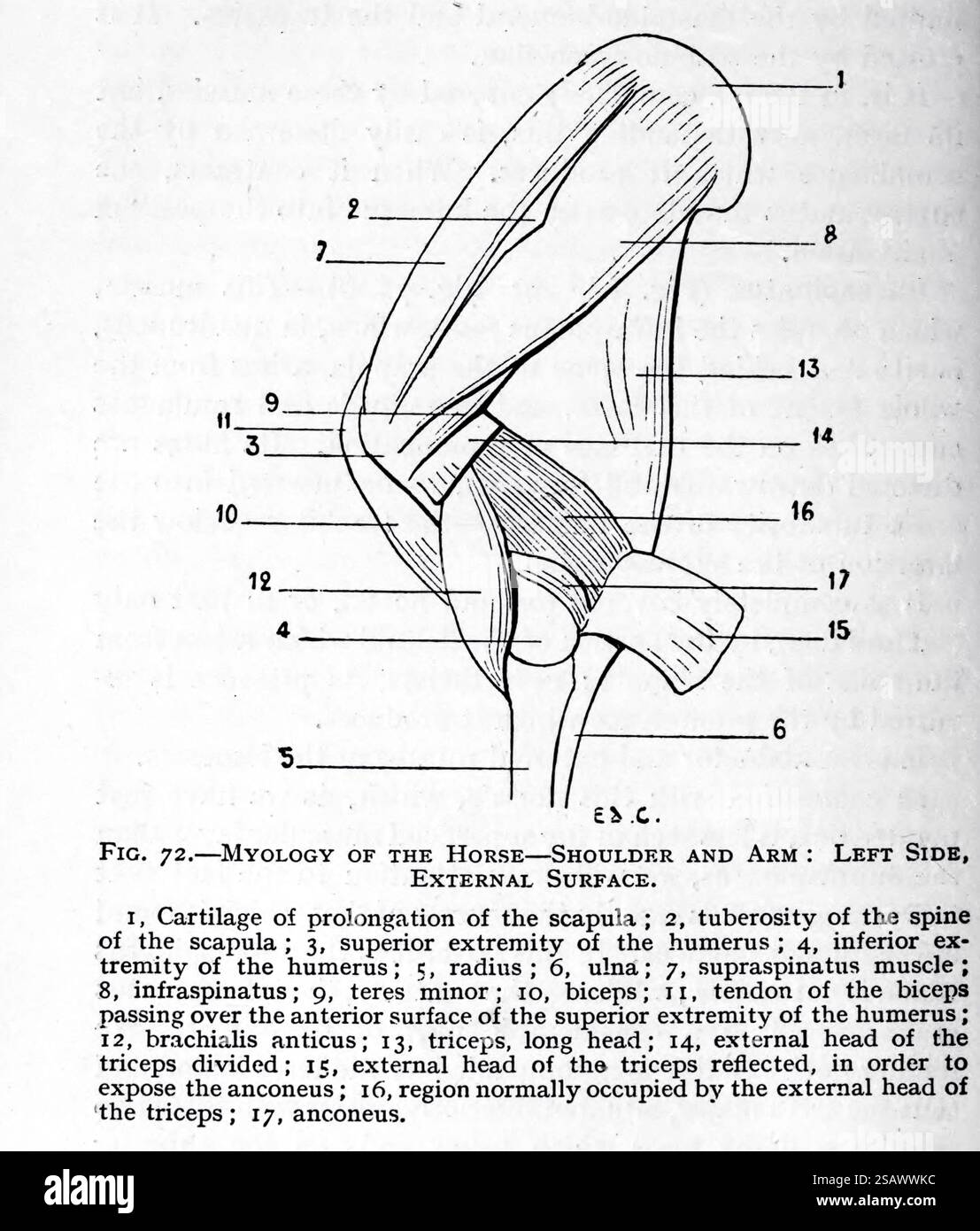 MYOLOGY OF THE HORSE SHOULDER AND ARM: LEFT SIDE, EXTERNAL SURFACE from ...