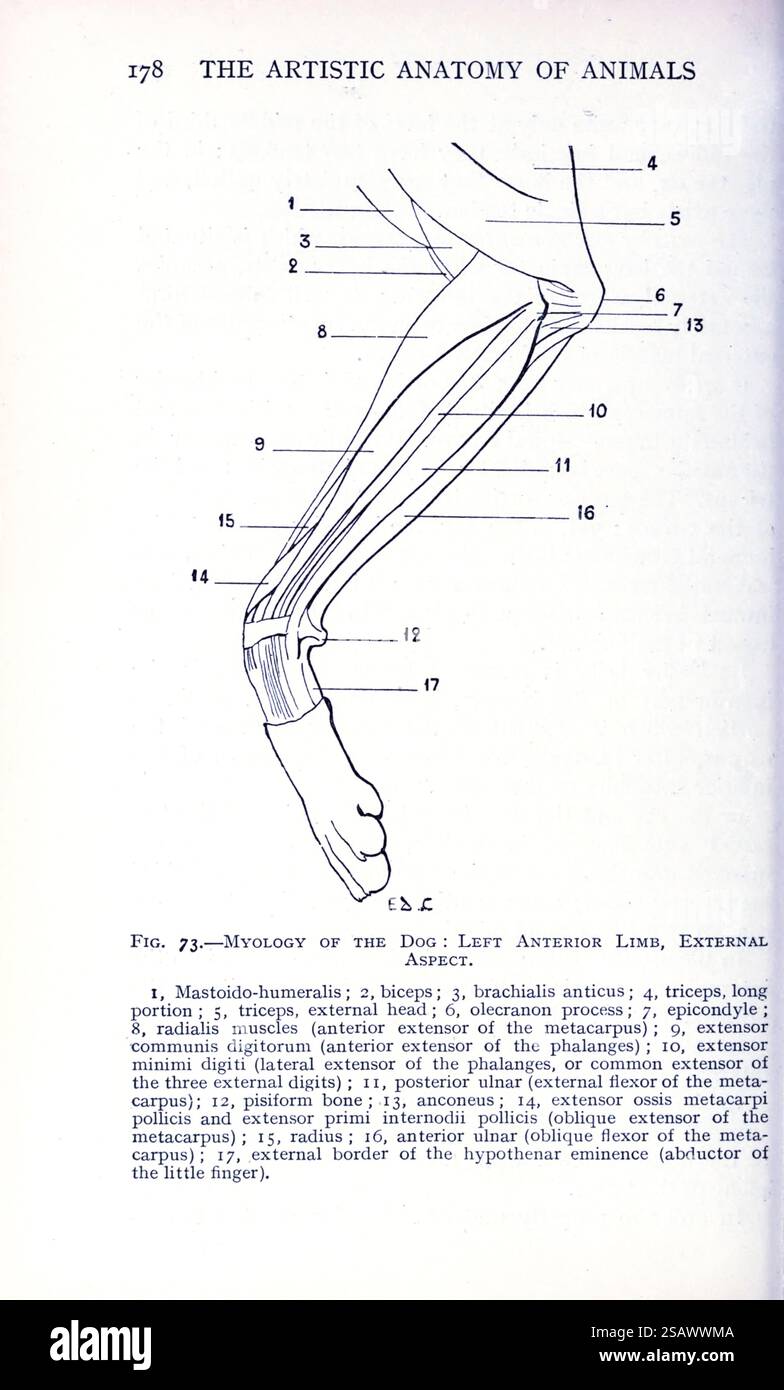 Myology OF THE Dog: Left ANTERIOR Limb, EXTERNAL ASPECT from Artistic ...