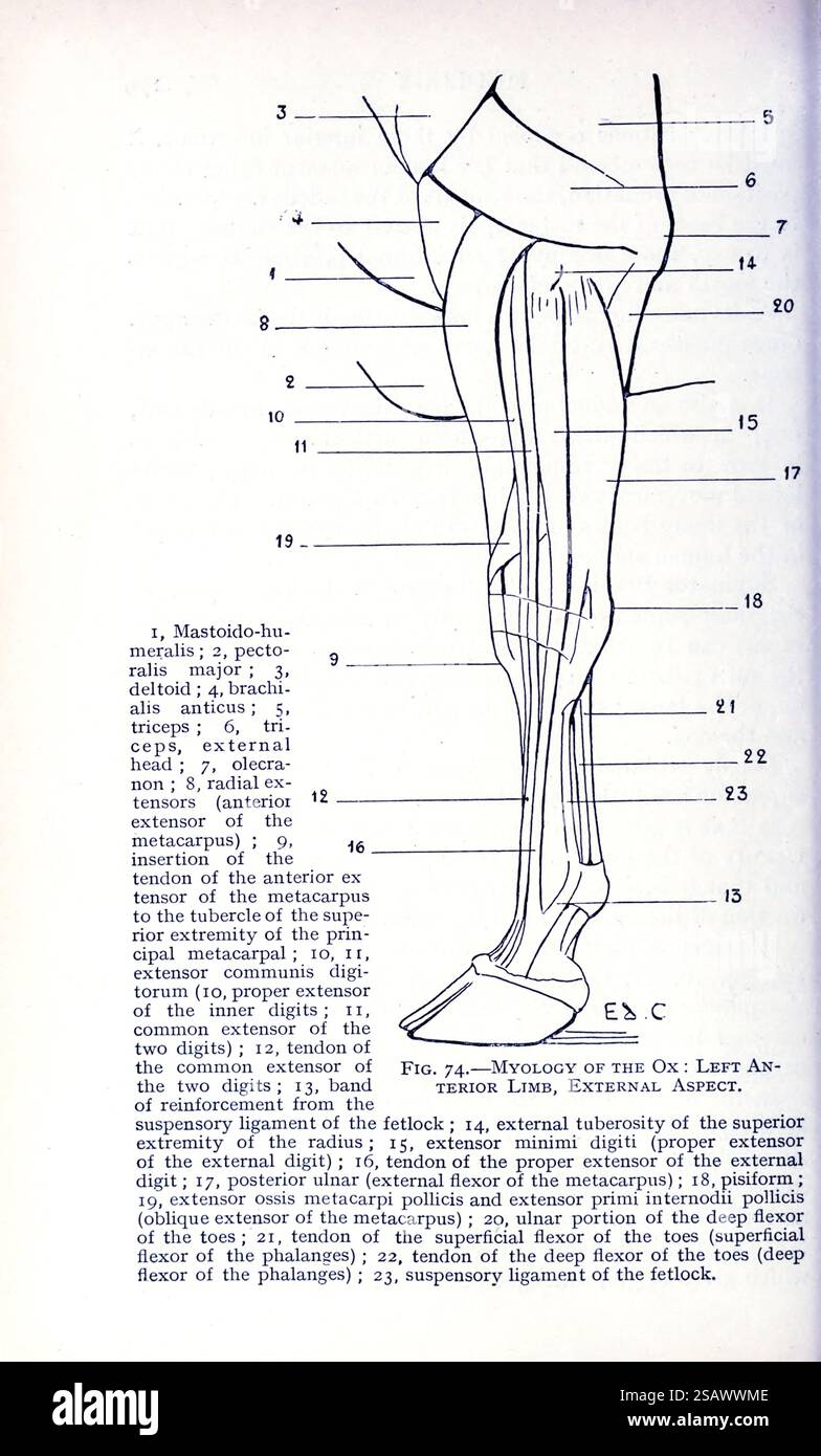 MYOLOSY OF THE OX LEFT ANTERIOR Limb, EXTERNAL ASPECT from Artistic ...