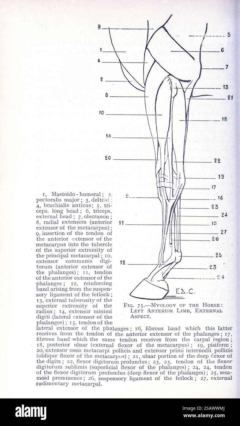 Myology OF THE Horse: LEFT ANTERIOR LIMB, External ASPECT from Artistic ...