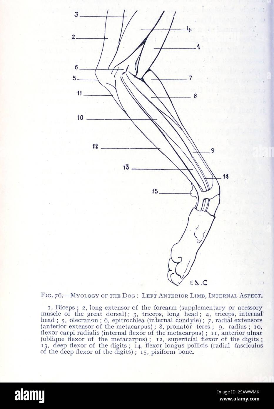 Myology of THE Dog: Left ANTERIOR LIMB, INTERNAL ASPECT from Artistic ...