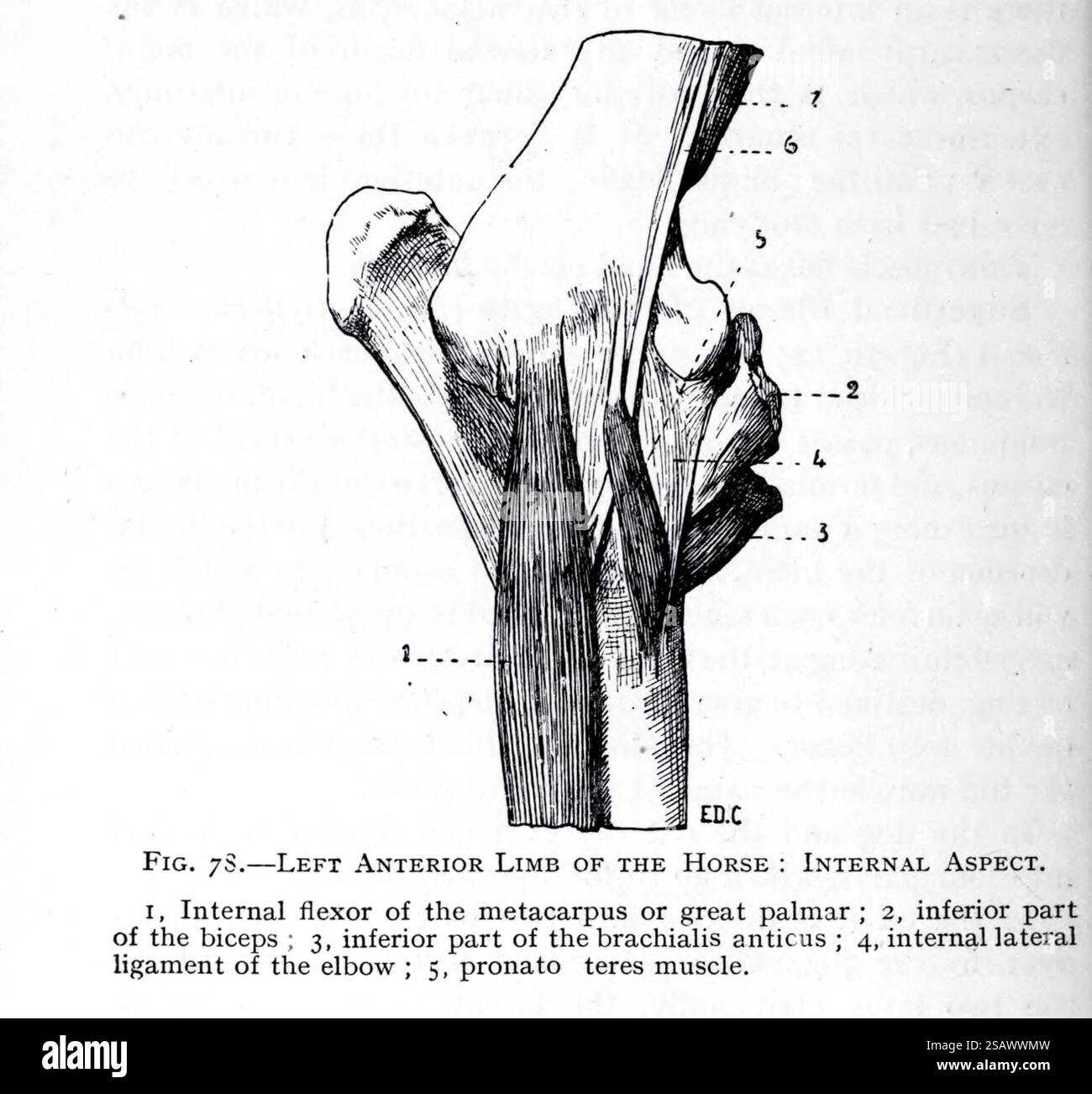 Left ANTERIOR LIMB OF THE HORSE: INTERNAL ASPECT from Artistic anatomy ...