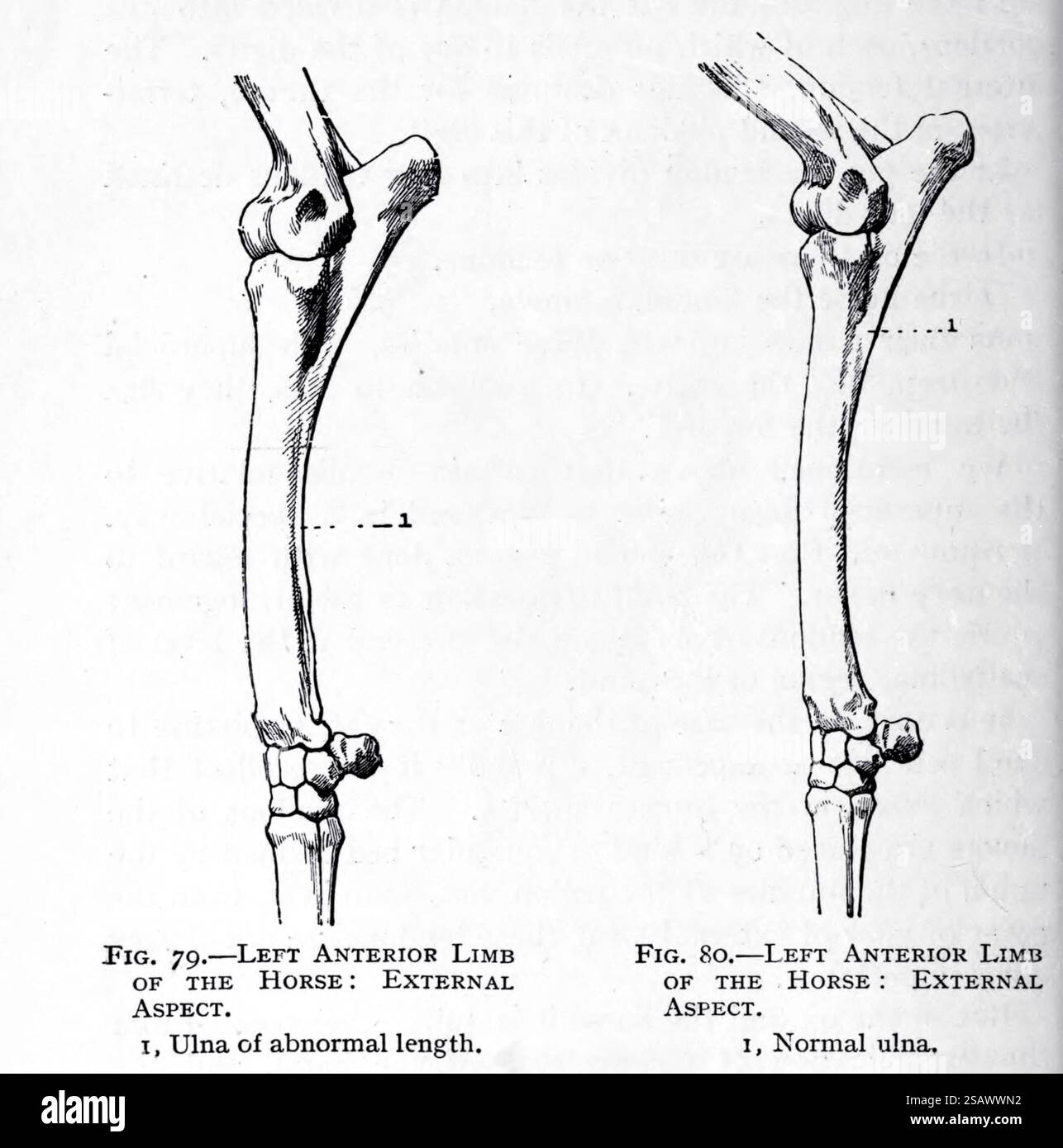LEFT ANTERIOR LIMB OF THE HORSE: EXTERNAL ASPECT from Artistic anatomy ...