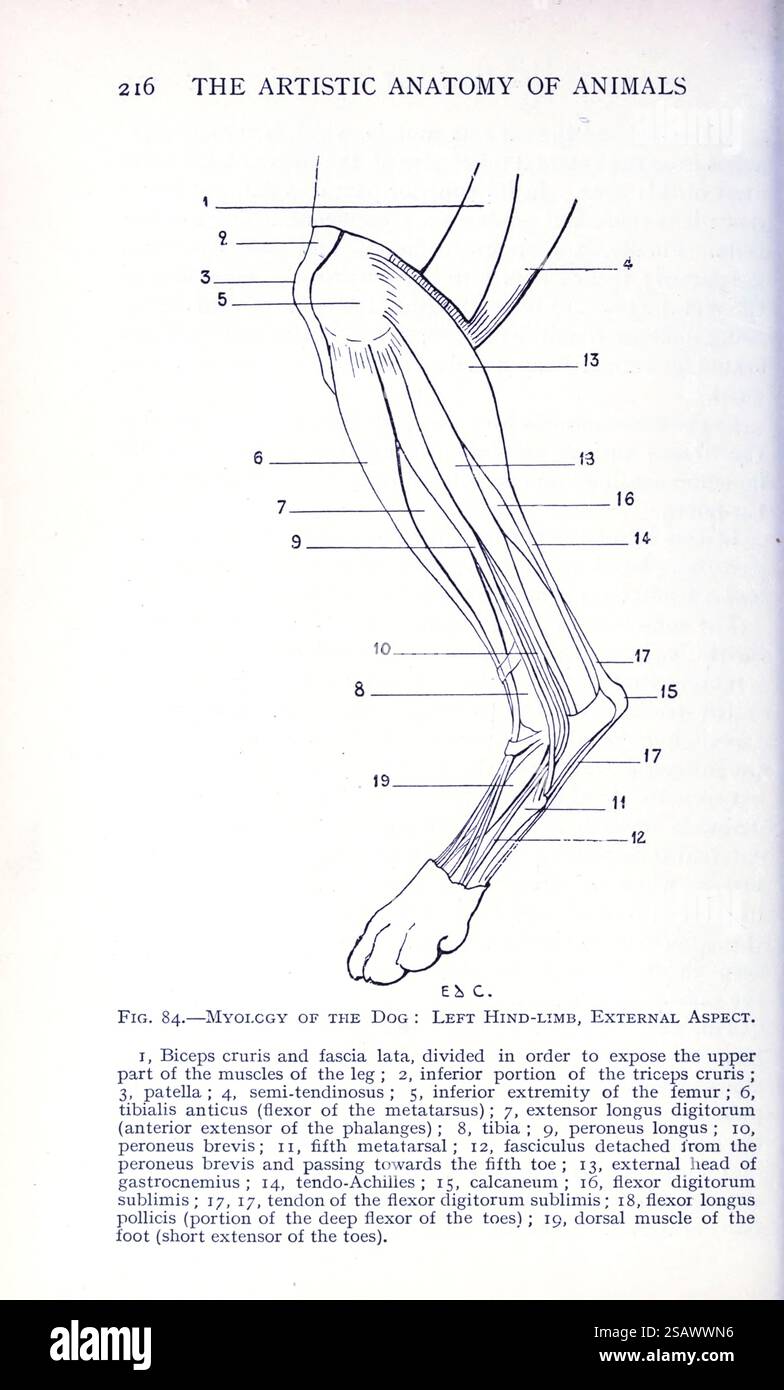 Myology of THE Dog: Left HIND-LIMB, EXTERNAL ASPECT from Artistic ...