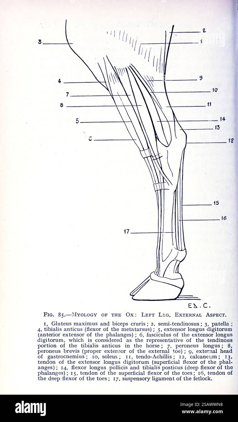 MYOLOGY OF THE OX LEFT LEG, EXTERNAL ASPECT from Artistic anatomy of ...