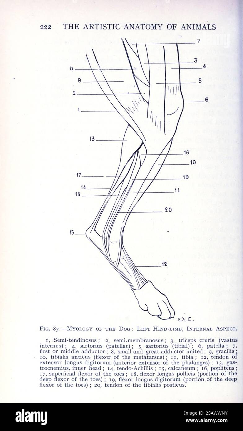 MYOLOGY OF THE Dog Left HIND-LIMB, INTERNAL ASPECT from Artistic ...