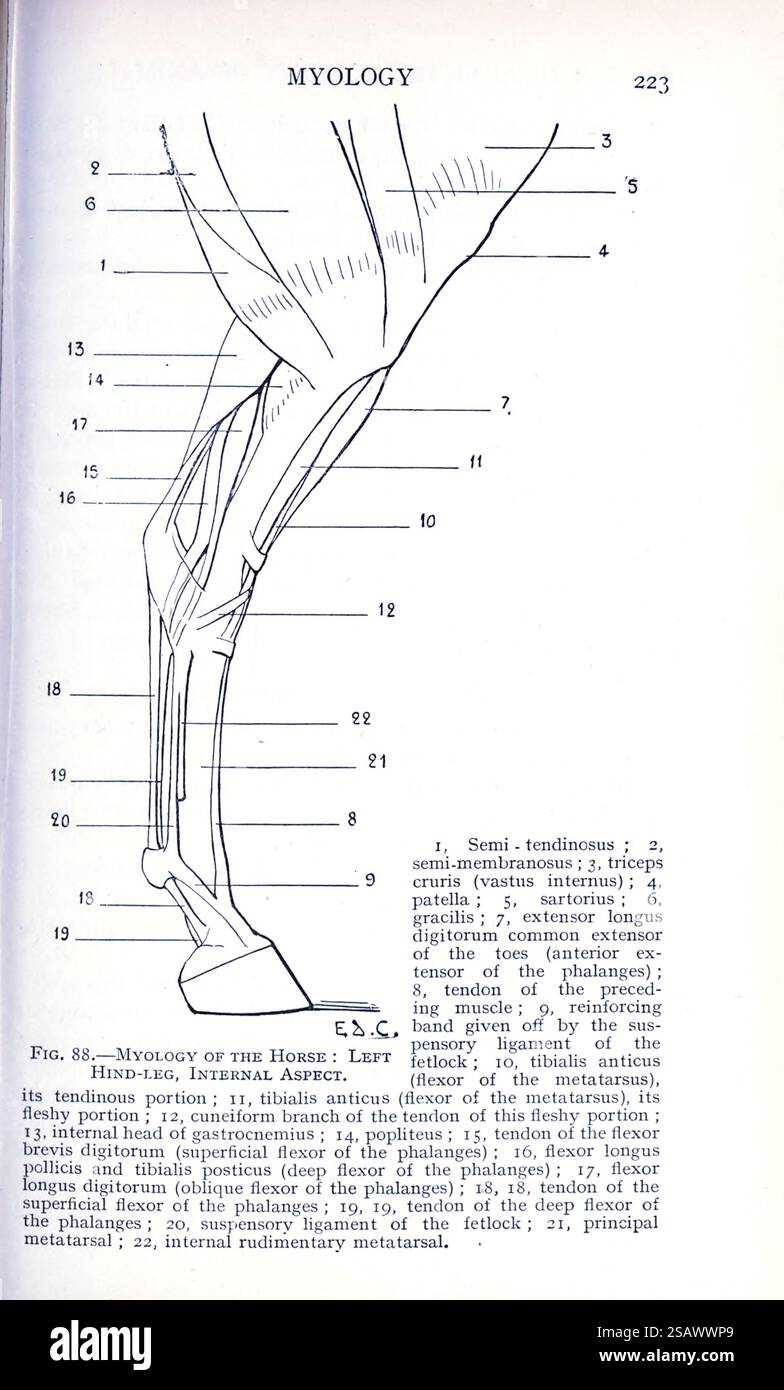 MYOLOGY OF THE Horse: Left HIND-LEG, INTERNAL ASPECT from Artistic ...
