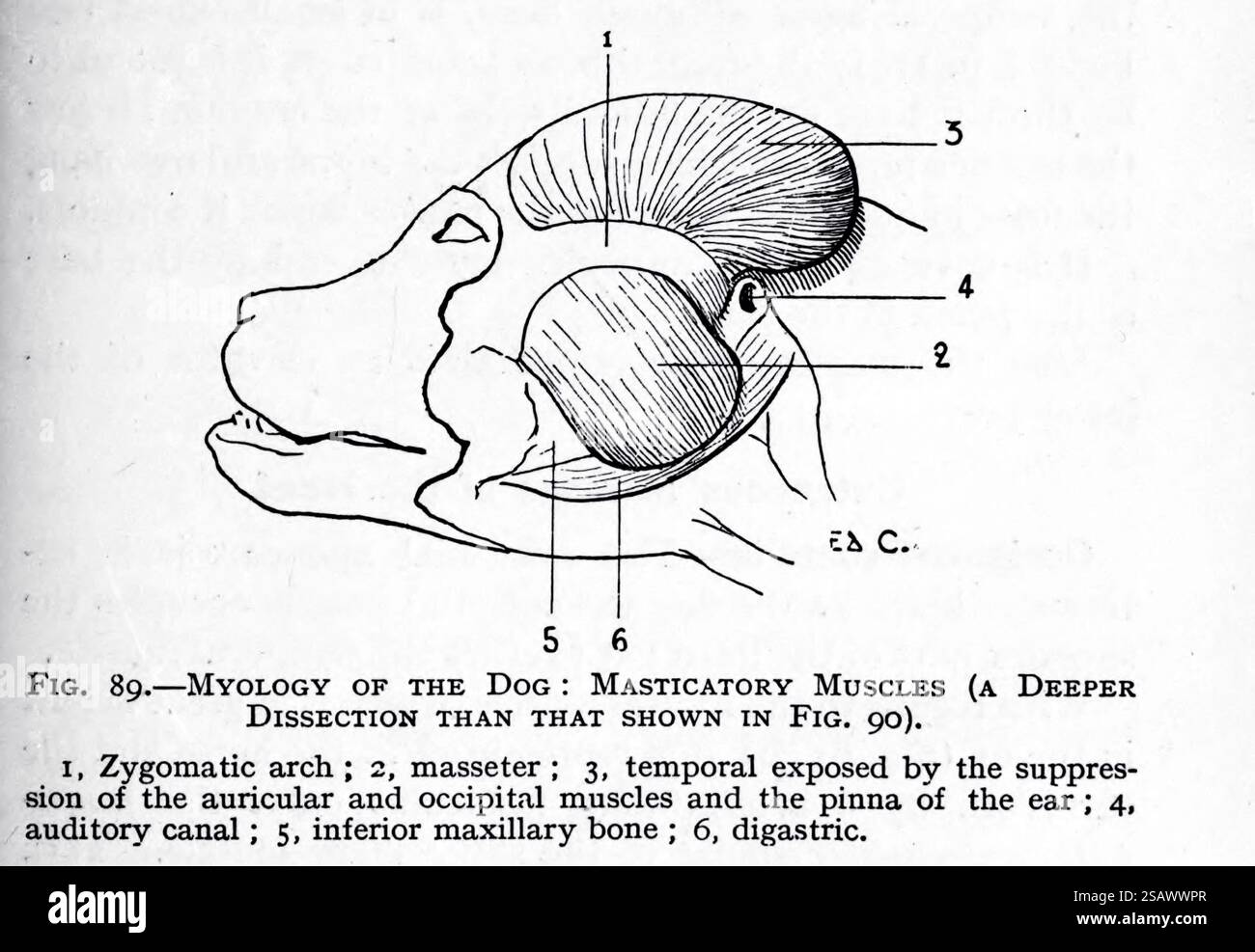 Myology OF THE Dog: Masticatory MUSCLES from Artistic anatomy of ...