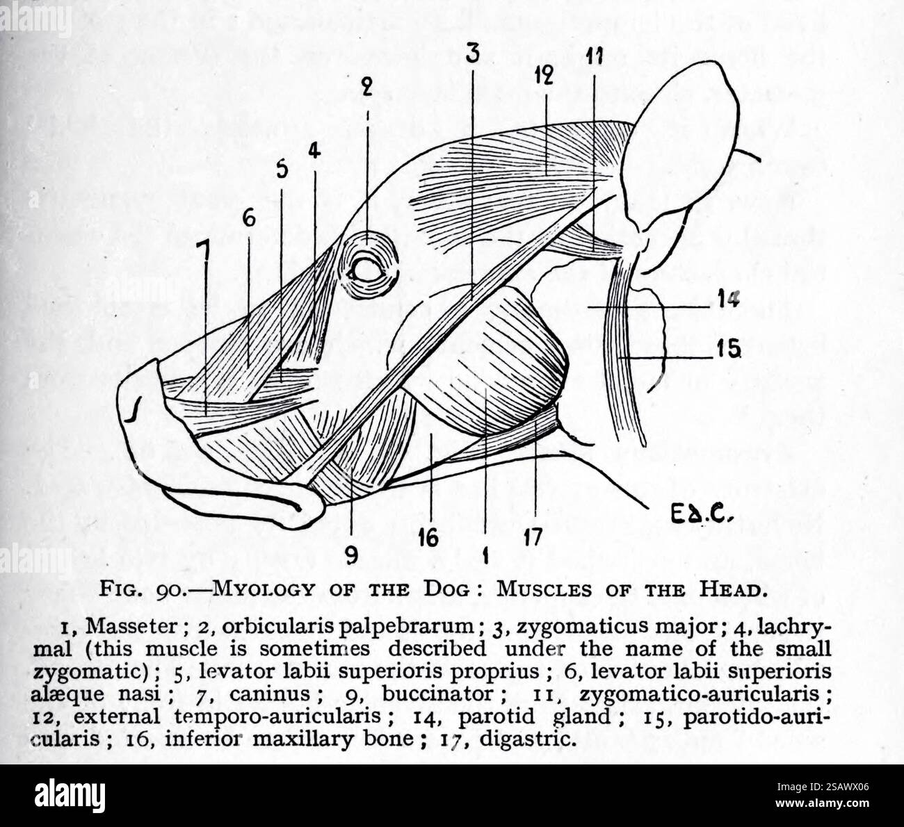 MYOLOGY OF THE DOG: MUSCLES OF THE HEAD from Artistic anatomy of ...