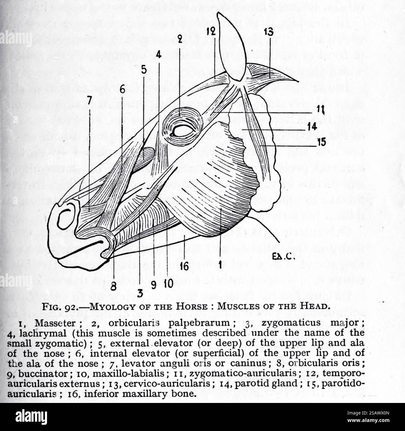 MYOLOGY OF THE HORSE MUSCLES OF THE HEAD from Artistic anatomy of ...