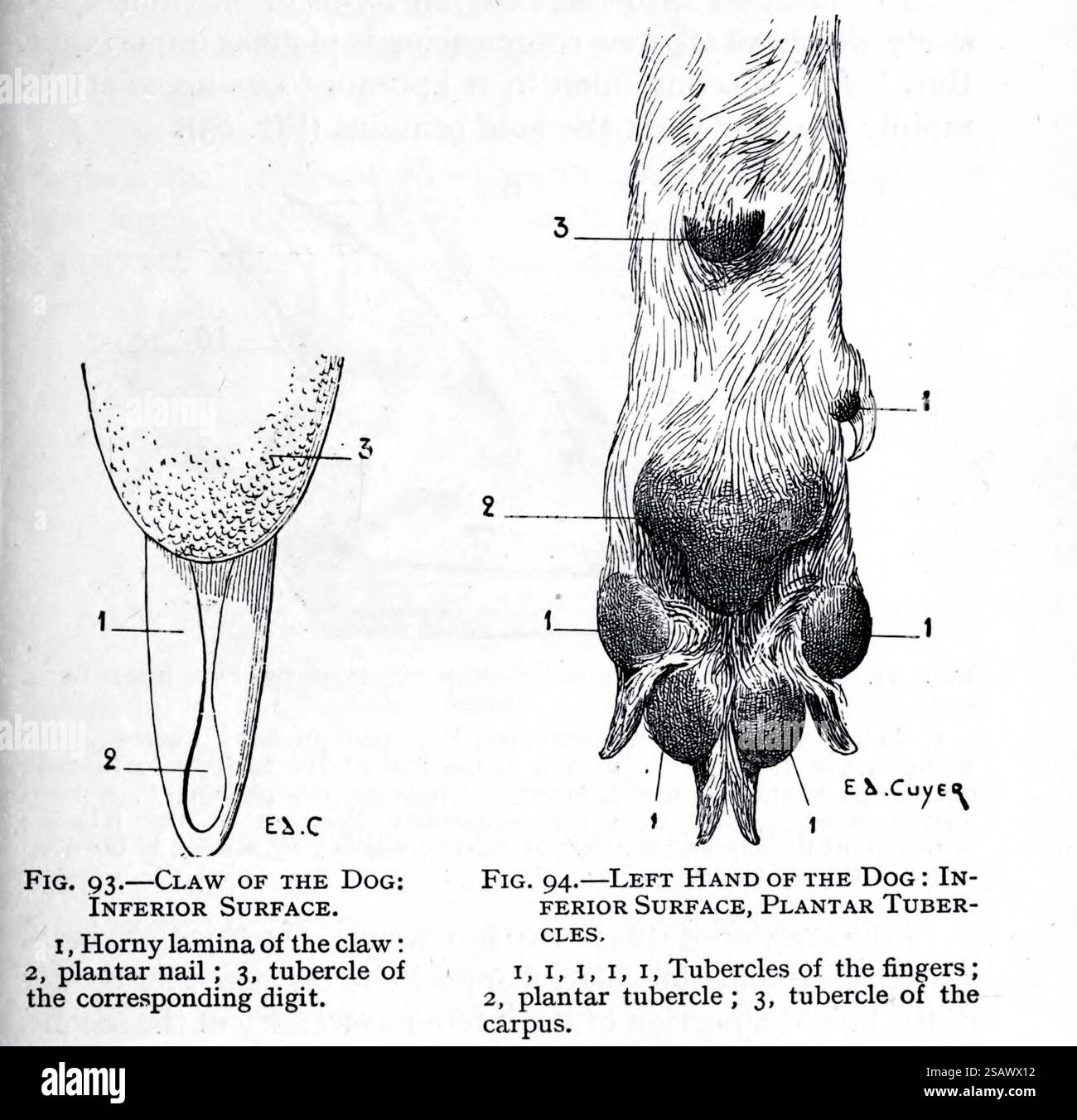 CLAW and LEFT HAND OF THE DOG: INFERIOR SURFACE, PLANTAR TUBERCLES from ...