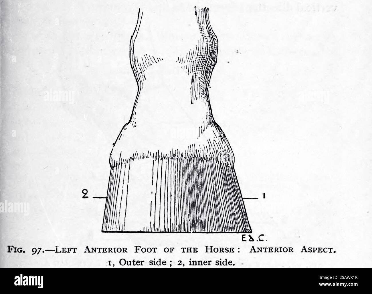 Left ANTERIOR Foot OF THE HORSE : ANTERIOR ASPECT from Artistic anatomy ...