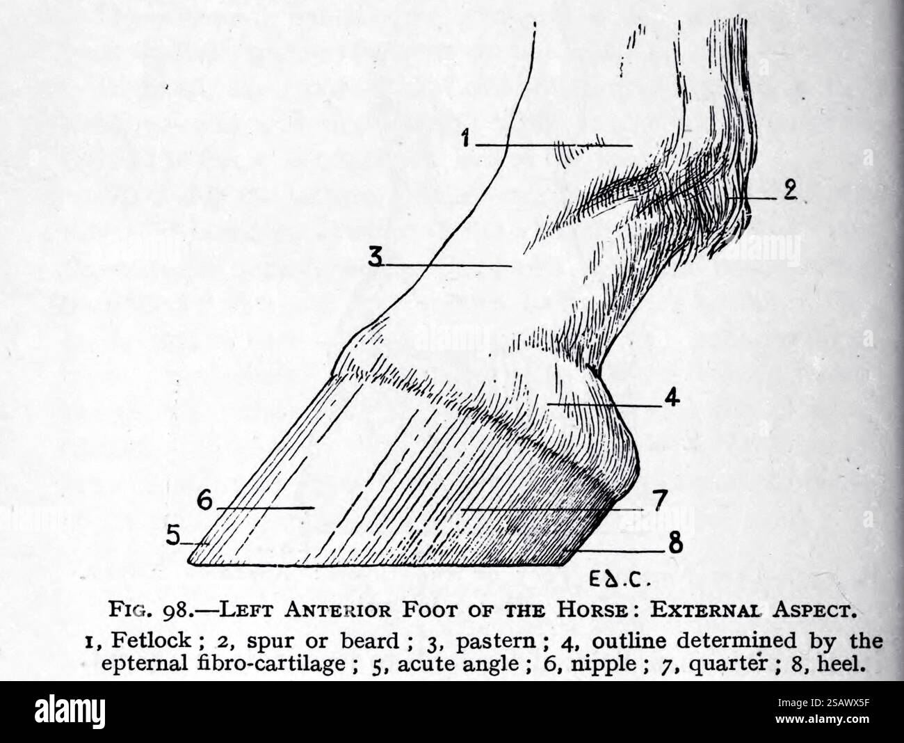 LEFT ANTERIOR FOOT OF THE HORSE: EXTERNAL ASPECT from Artistic anatomy ...