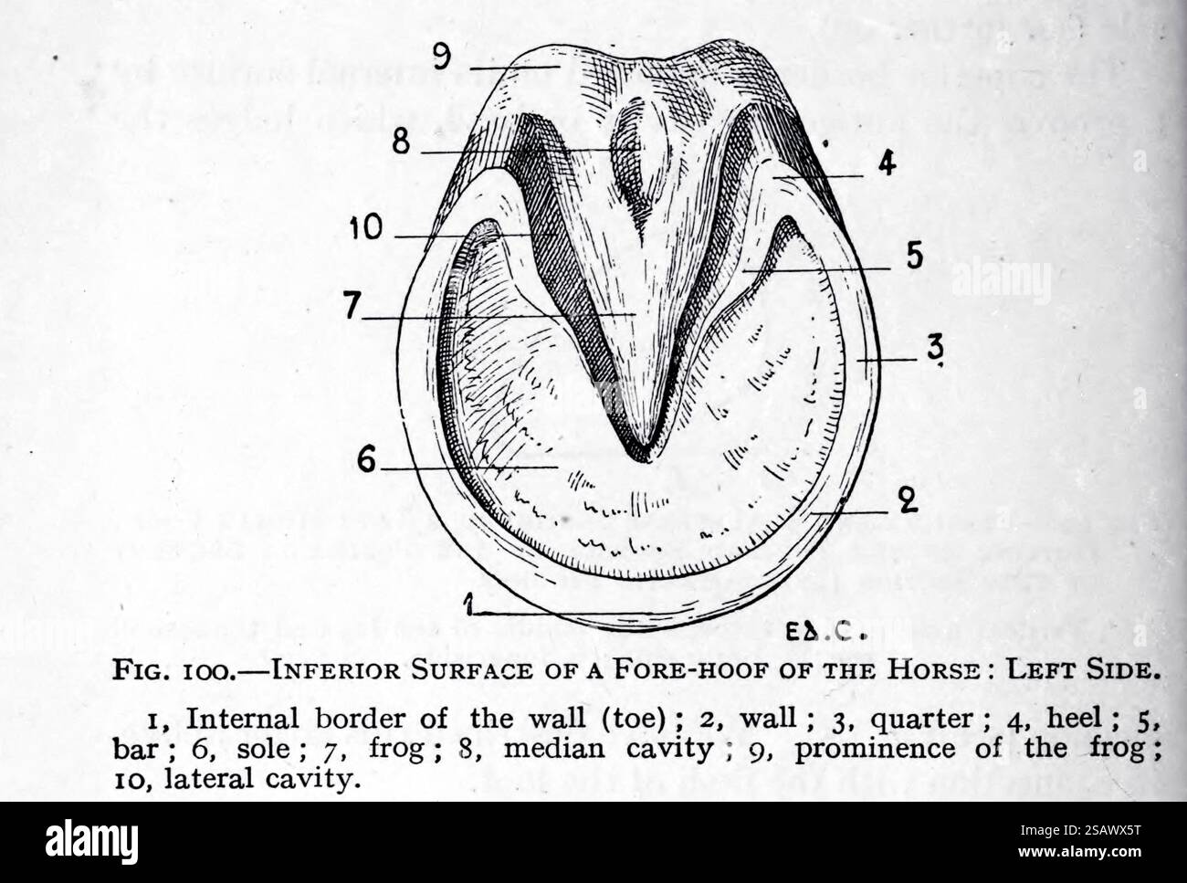 INFERIOR SURFACE OF A FORE-HOOF OF THE HORSE: LEFT SIDE from Artistic ...