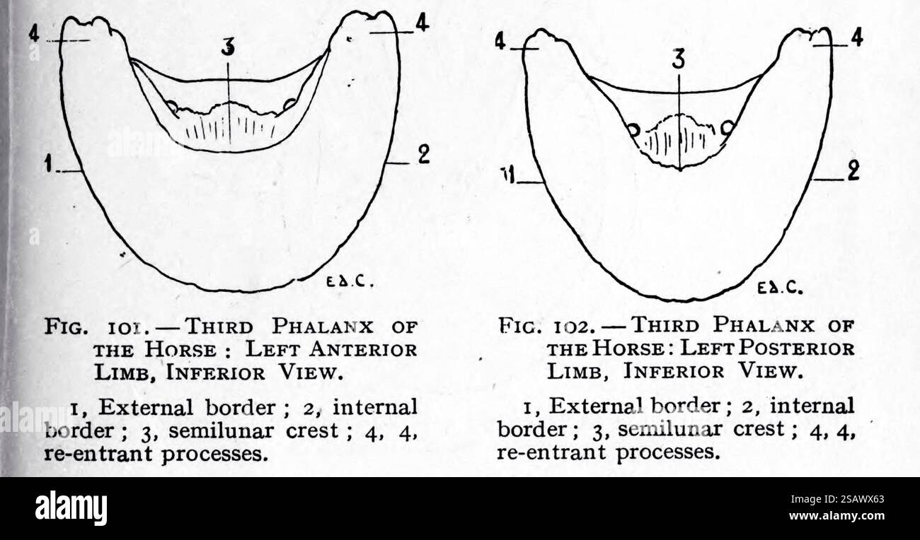 THIRD PHALANX OF THE HORSE: LEFT ANTERIOR and POSTERIOR LIMBS, INFERIOR ...