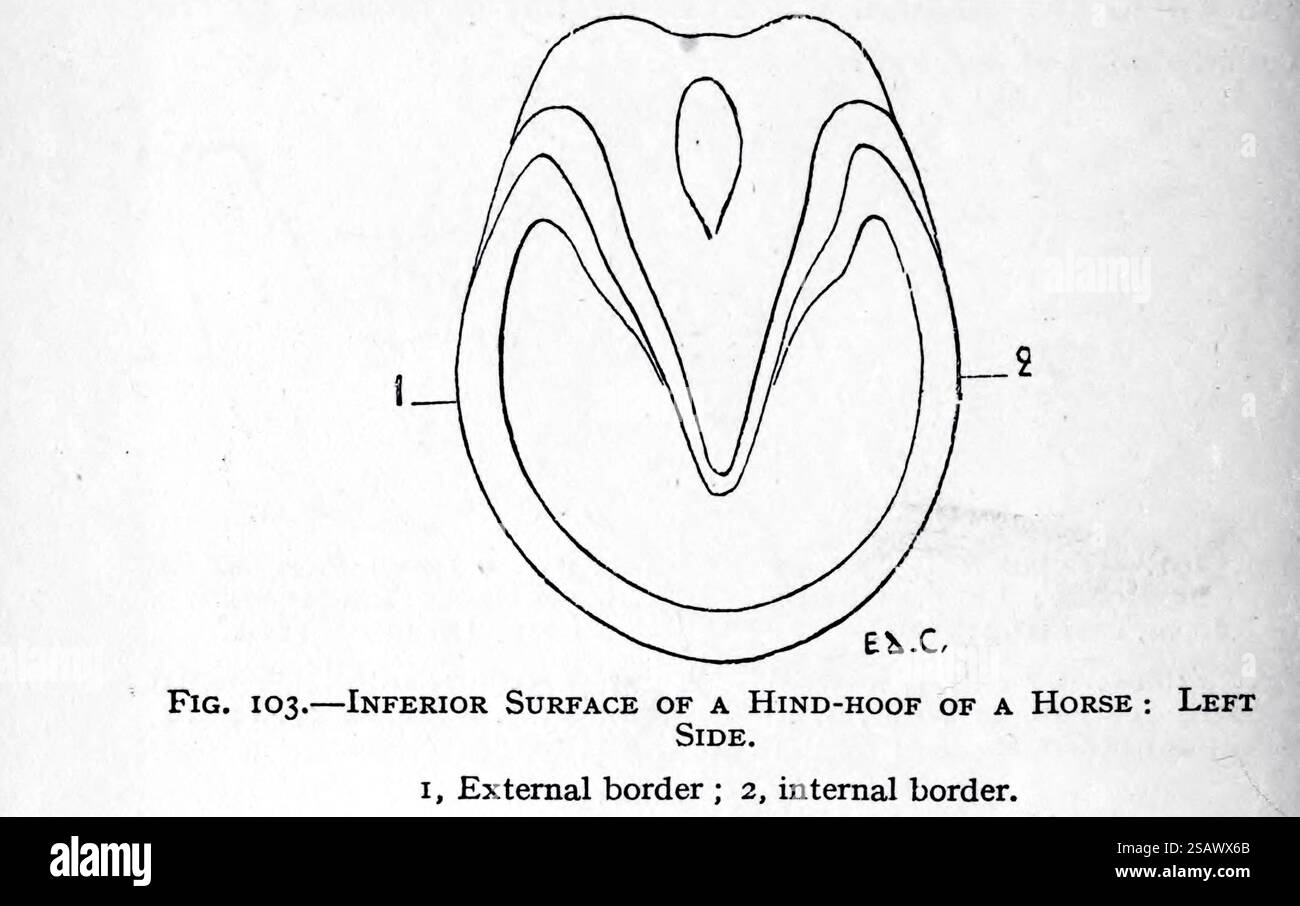 INFERIOR SURFACE OF A HIND-HOOF OF A HORSE: LEFT SIDE from Artistic ...