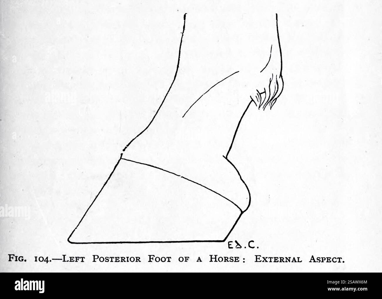 LEFT POSTERIOR FOOT OF A HORSE: EXTERNAL ASPECT from Artistic anatomy ...