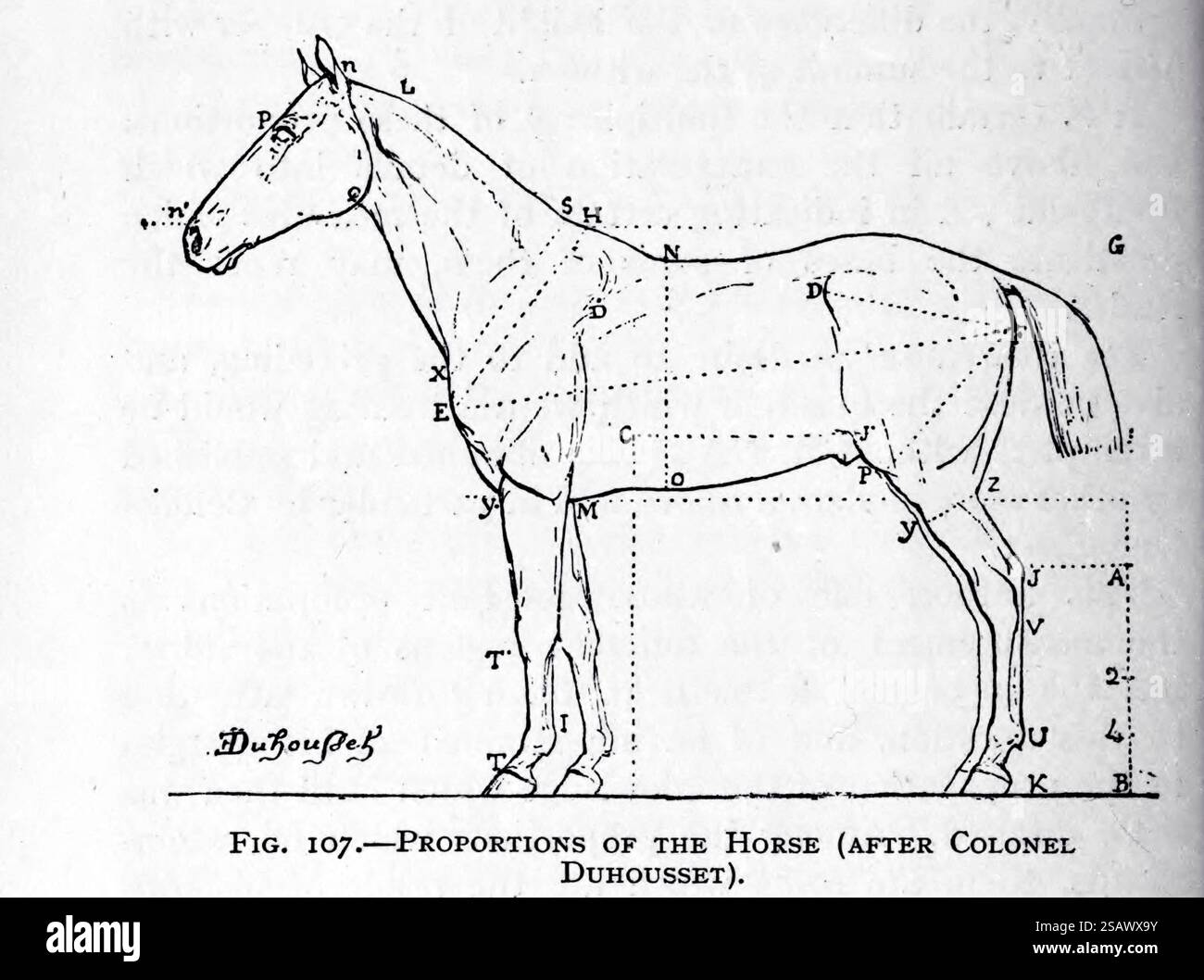 PROPORTIONS OF THE HORSE (AFTER COLONEL DUHOUSSET) from Artistic ...