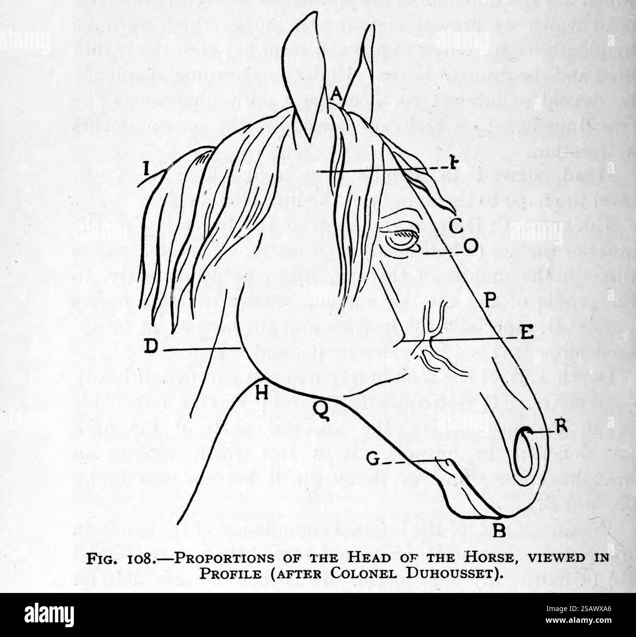 PROPORTIONS OF THE HEAD OF THE HORSE, VIEWED IN PROFILE (AFTER COLONEL ...