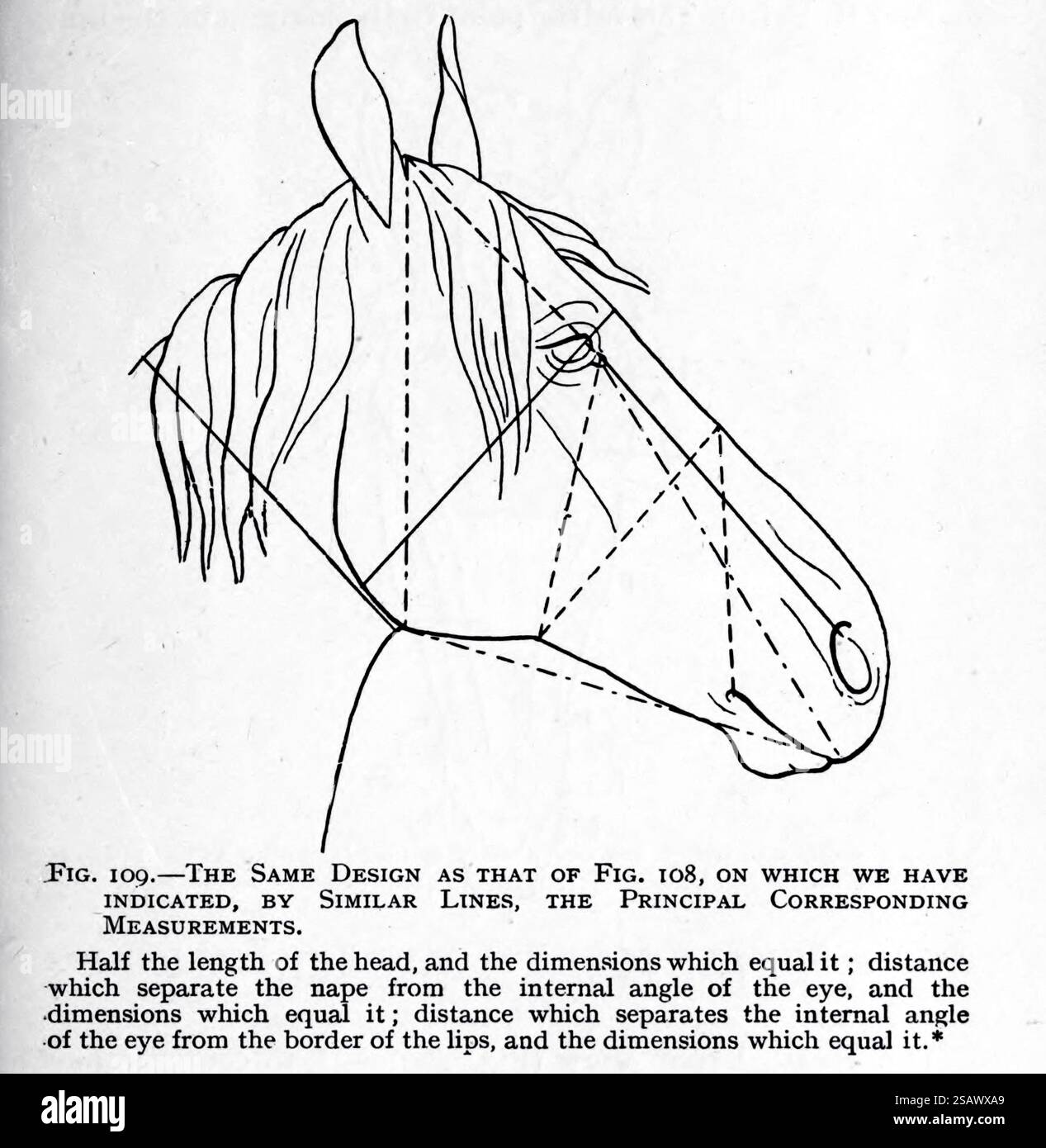 PROPORTIONS OF THE HEAD OF THE HORSE, VIEWED IN PROFILE (AFTER COLONEL ...