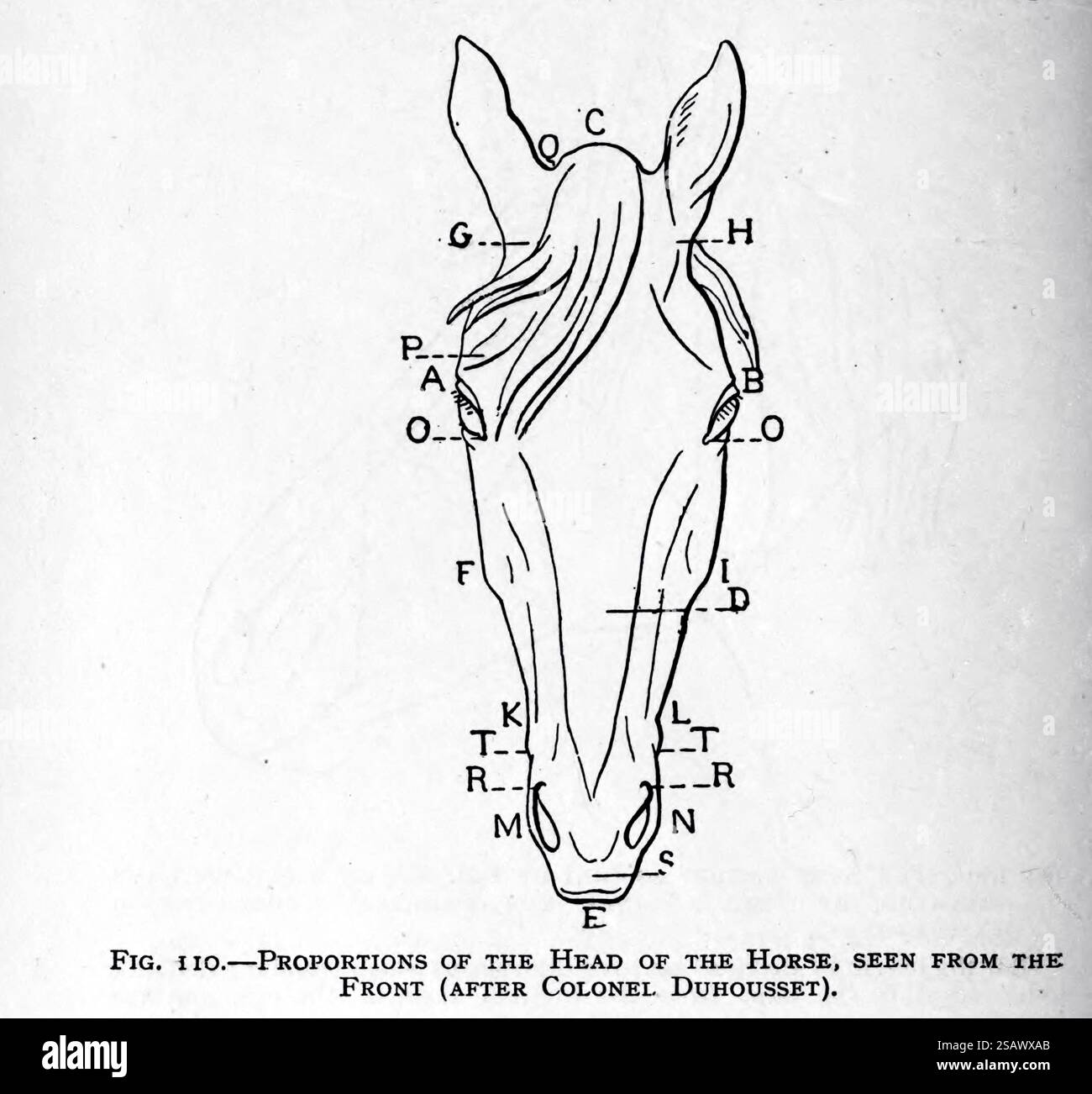 PROPORTIONS OF THE HEAD OF THE HORSE, SEEN FROM THE FRONT (AFTER ...