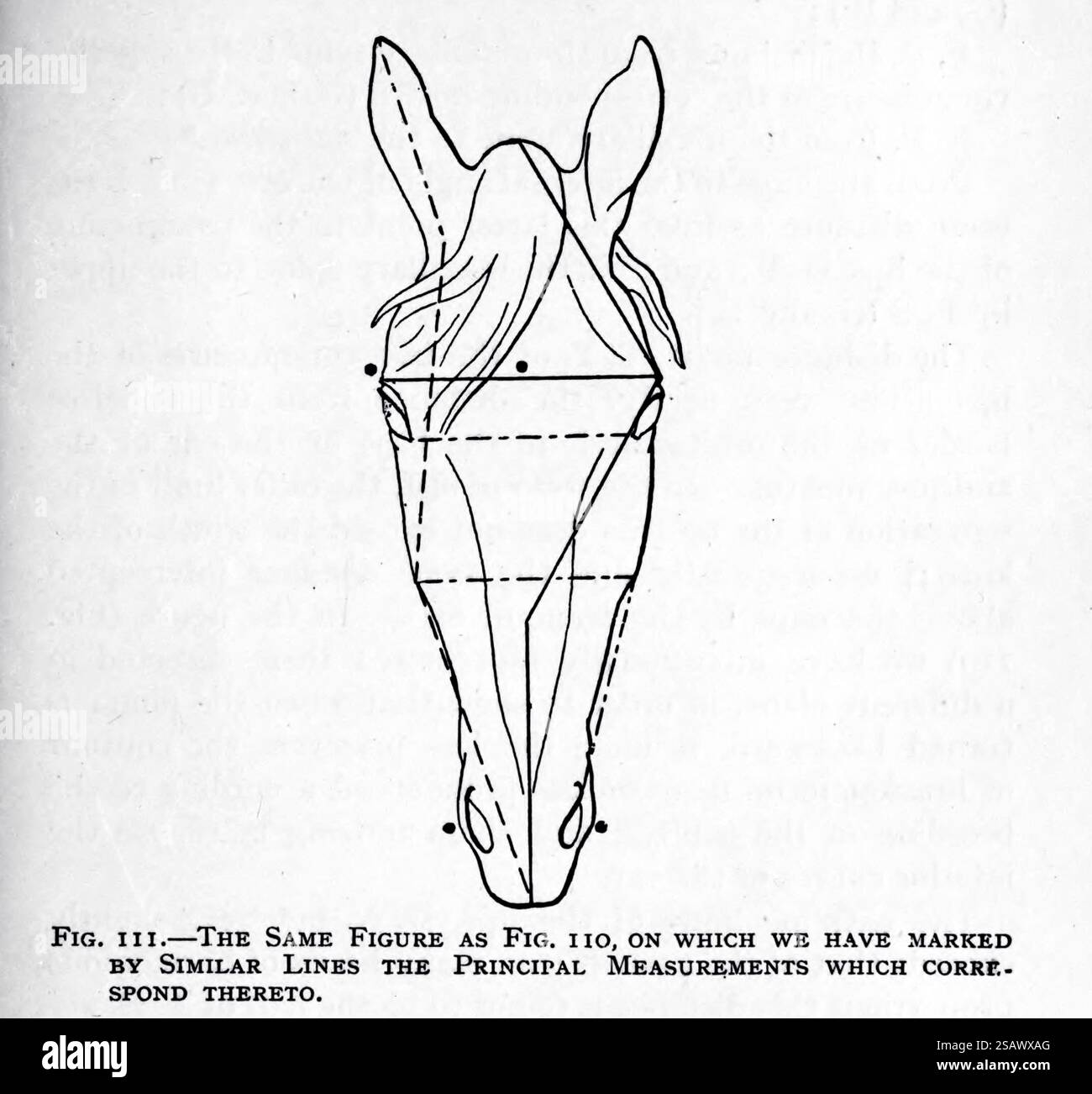 PROPORTIONS OF THE HEAD OF THE HORSE, SEEN FROM THE FRONT (AFTER ...