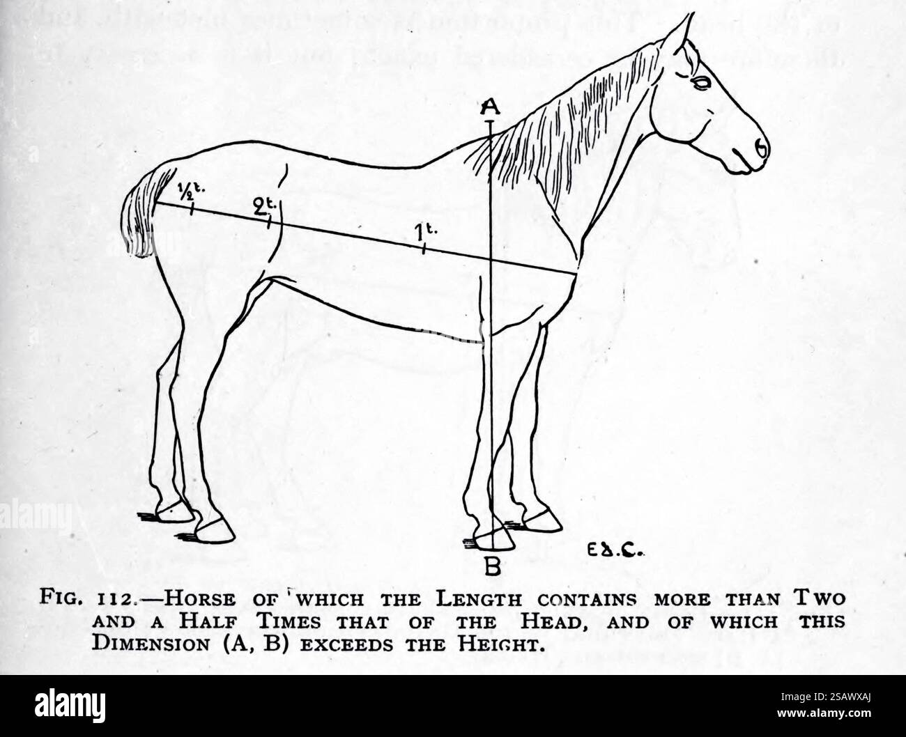 PROPORTIONS OF THE HORSE side view from Artistic anatomy of animals by ...